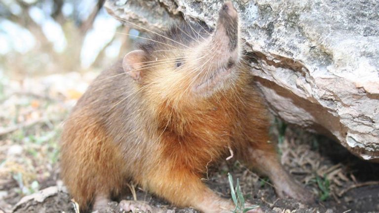 Científicos estudian al almiquí, un casi desaparecido mamífero cubano ...