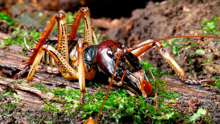 Descubren tres nuevas especies de insectos weta, los más grandes del ...