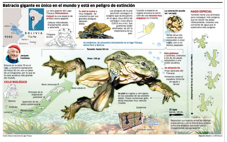 Batracio gigante es único en el mundo y está en peligro de extinción ...