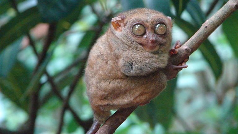 Los tarsios se convierten en primos lejanos del ser humano - INVDES