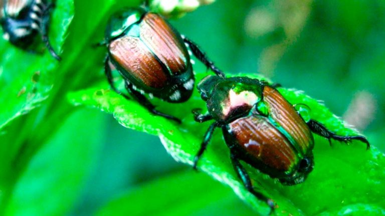 Descubiertas 57 especies nuevas de insectos en las selvas de Costa Rica ...