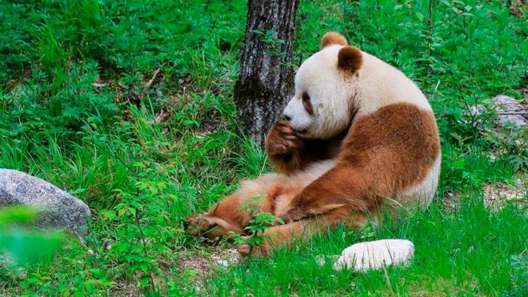 Un oso panda marrón, ¿víctima del acoso y la soledad? - INVDES