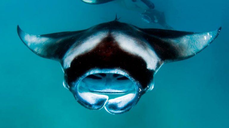 Descubren que las mantarrayas son depredadoras en aguas profundas - INVDES