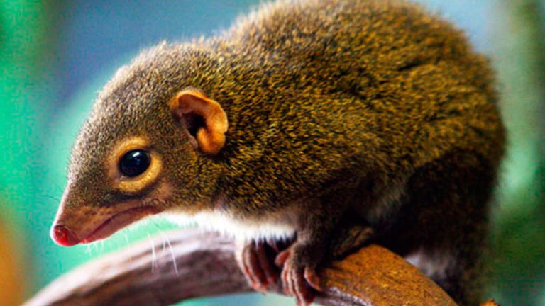 Crían la primera musaraña arborícola transgénica - INVDES