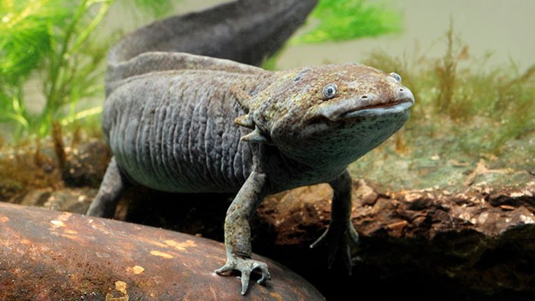 neotenia archivos - INVDES