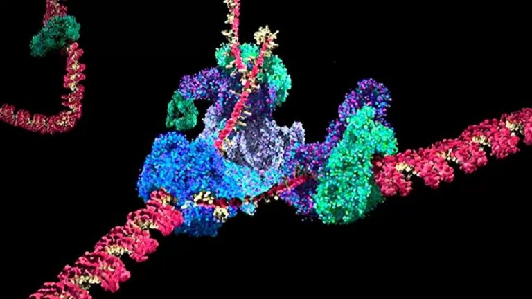 Científicos capturan en tiempo real el proceso de replicación del ADN - INVDES