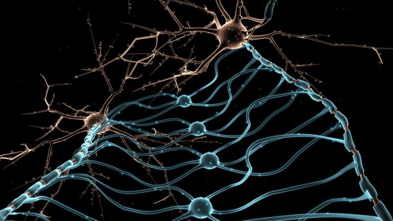 Un vídeo en tiempo real muestra cómo se reparan las neuronas tras ...