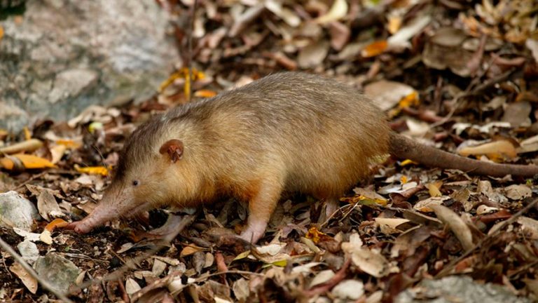 Secuencian genoma de una musaraña cuyo linaje data de los dinosaurios ...
