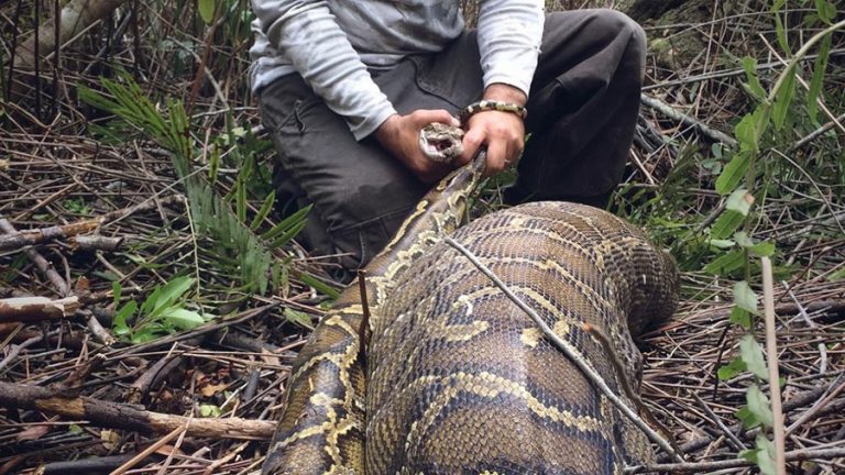 Revelan imágenes de una pitón birmana que se tragó un venado más pesado ...