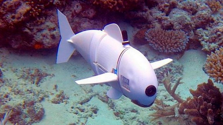 Conoce a 'SoFi', el pez robótico del MIT para documentar la vida marina ...
