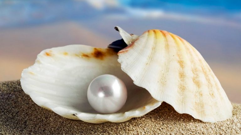 El sorprendente proceso que permite a las ostras hacer perlas - INVDES