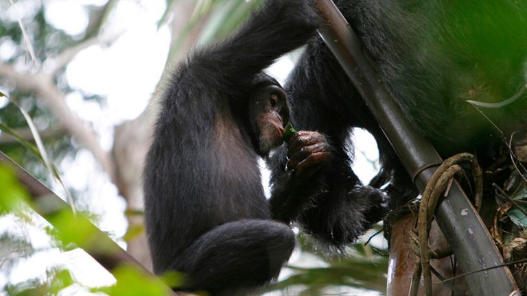 Estos changos se emborrachan con dos divertidos trucos, ¿cuál usarías ...
