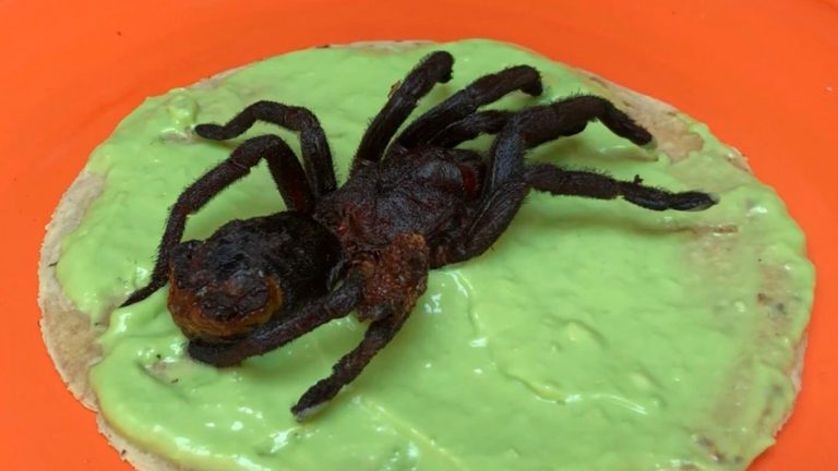 Decomisan tarántulas que eran vendidas para comer en forma de tacos en ...