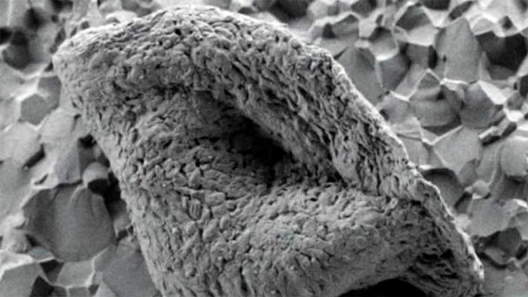 Descubren los microfósiles más antiguos jamás vistos en la Tierra - INVDES