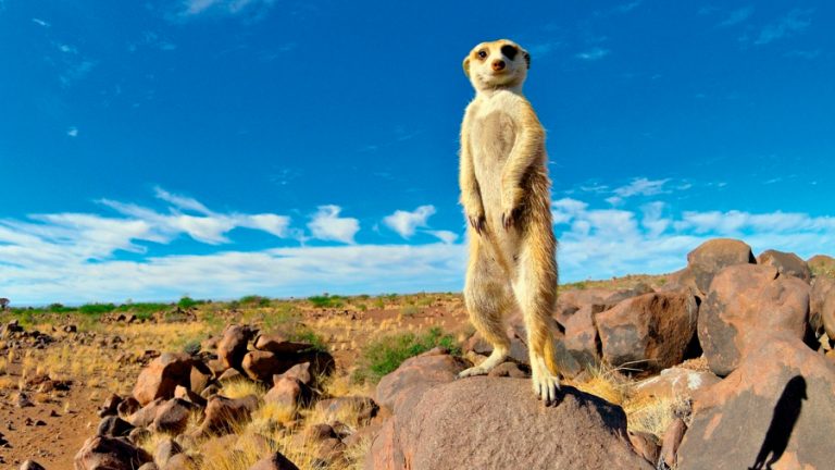 Los suricatos solo duermen tranquilos si su centinela "tiene ...