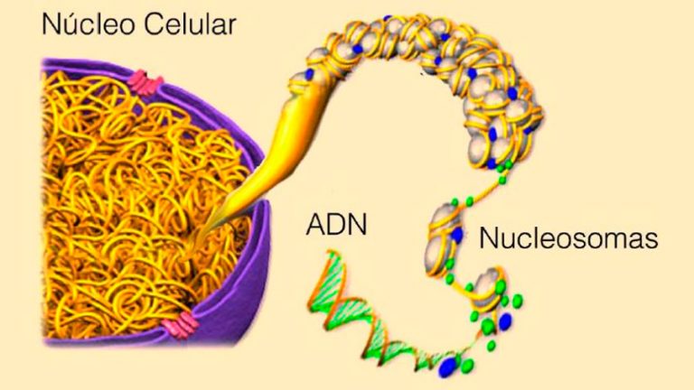 Descifrado el primer nivel de plegamiento del ADN - INVDES