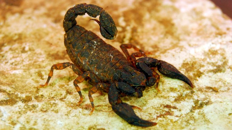 Descubren alcaloide único en el mundo en una especie de alacrán ...