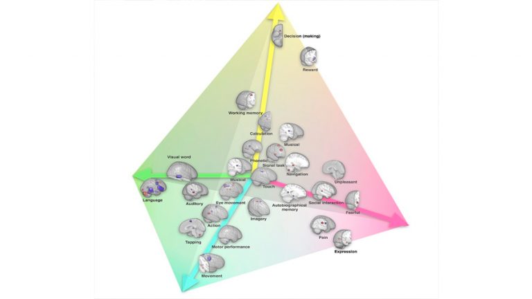 Crean el primer mapa de la lateralización cerebral - INVDES