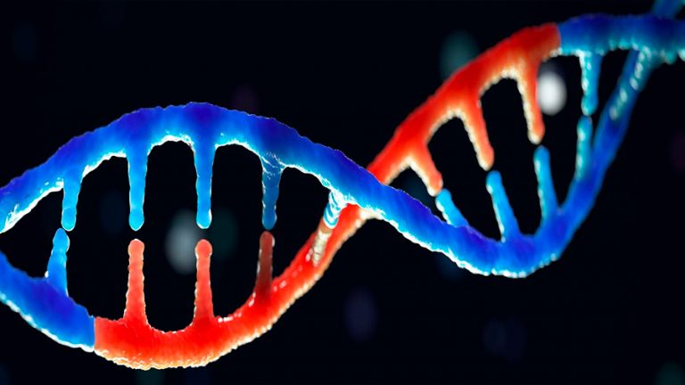 Demuestran que un fragmento de nuestro genoma tiene la capacidad de duplicarse en todo el ADN ...