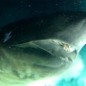 Nuevas imágenes del tiburón milenario captado en las Bahamas [VIDEO]