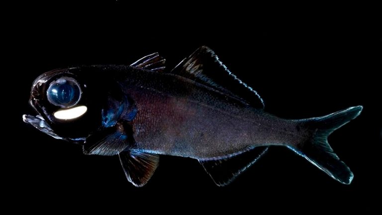 El pez ojo de linterna usa la bioluminiscencia para ‘quedar’ de noche ...