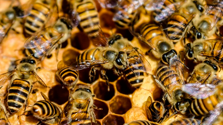 Las abejas fueron declaradas el ser vivo más importante del planeta ...