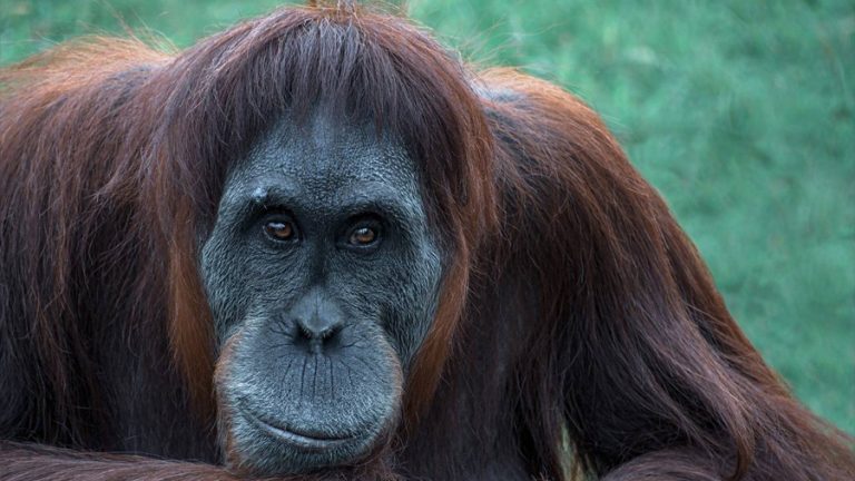 Obtienen las primeras secuencias cromosómicas completas de primates no ...