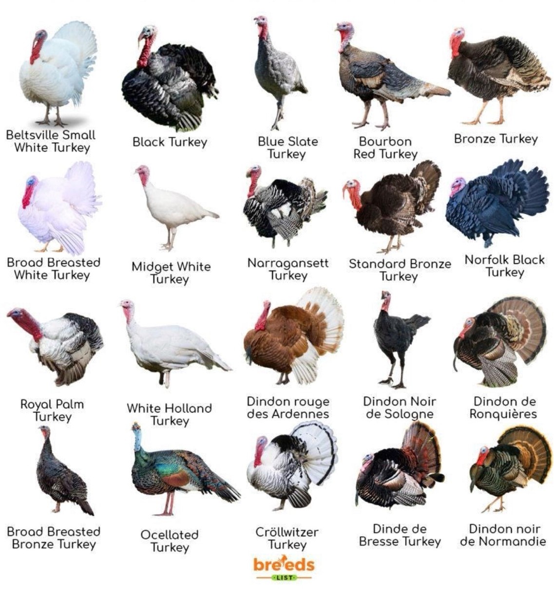 El guajolote (pavo): animal domesticado en México