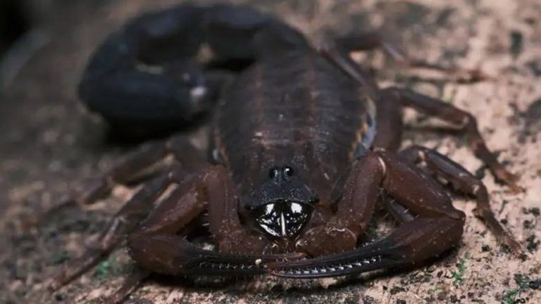 Descubren el primer escorpión en Suramérica que rocía veneno como ...