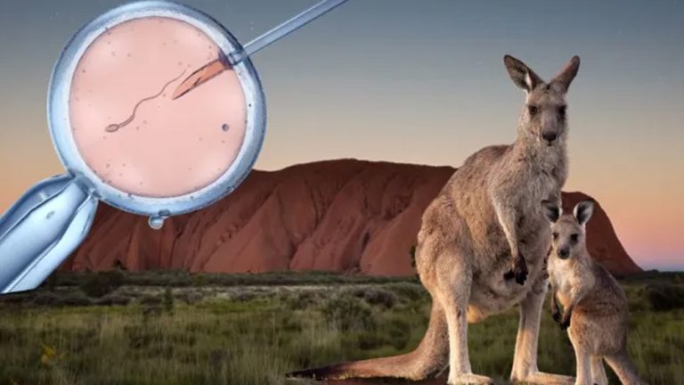 Crean el primer embrión de canguro con FIV: Australia avanza en la ...