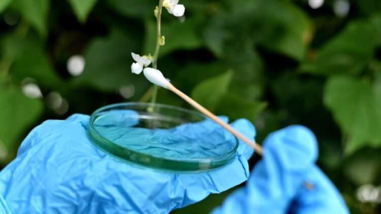 Científicos de Japón descubren un insecto carnívoro: así es y así se ...