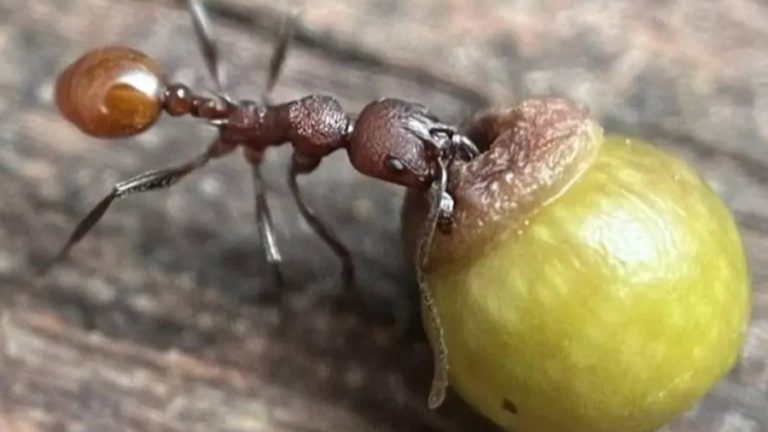 Un niño pone a la ciencia de cabeza por su inusual descubrimiento sobre ...