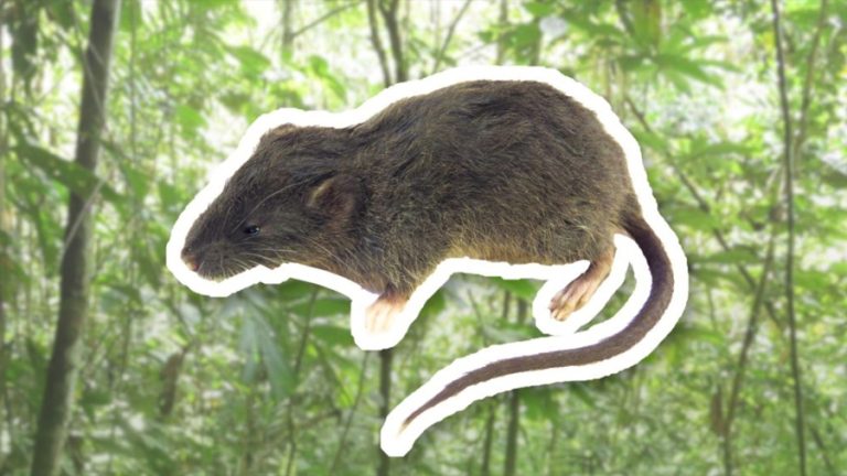 Descubren nueva especie de roedor en el Parque Nacional Tingo María: el ...
