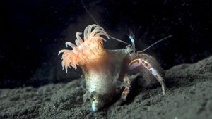 Investigadores de la Universidad de Kumamoto descubre una nueva especie ...