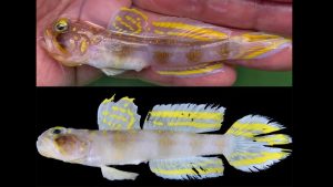 El pez Super Saiyajin es real: Homenaje a Akira Toriyama en la ciencia